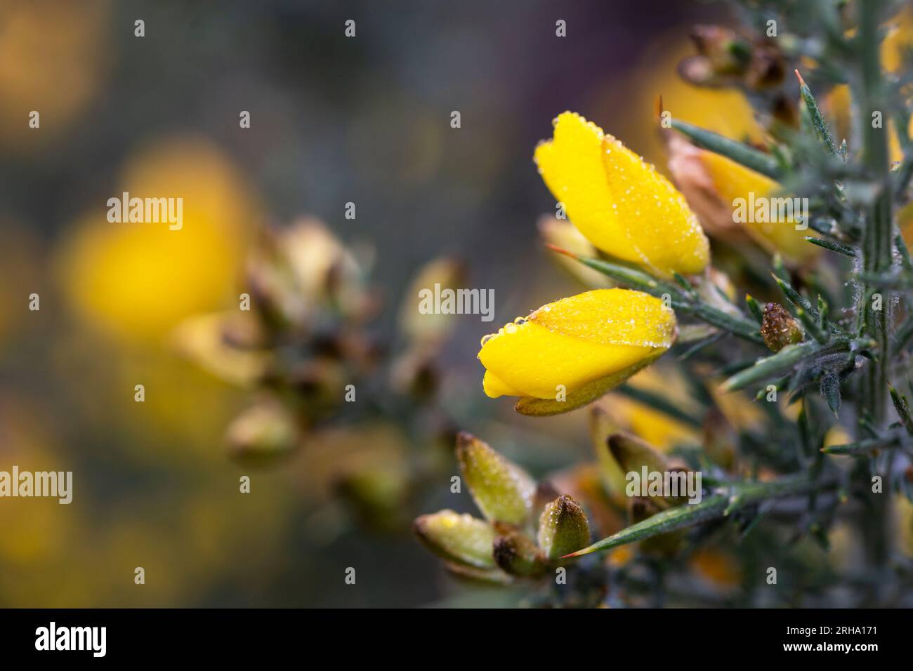 Yellow flowers of Ulex, commonly known as gorse, furze, or whin is ...