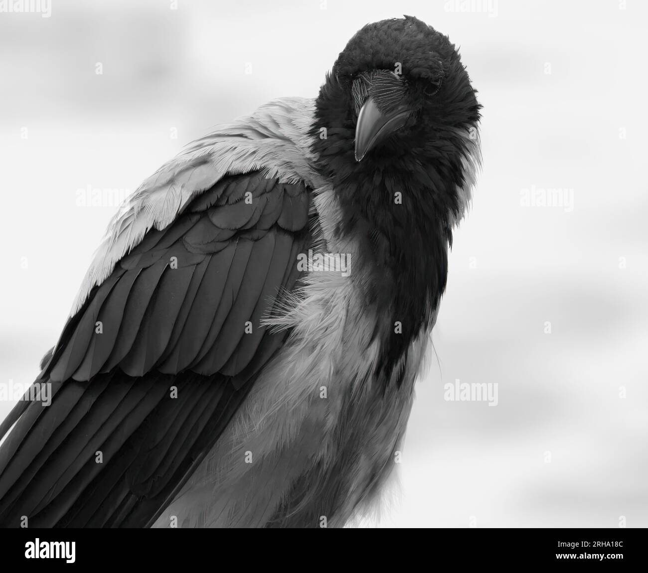 Crow monitoring. Finland, 2023, local Stock Photo - Alamy