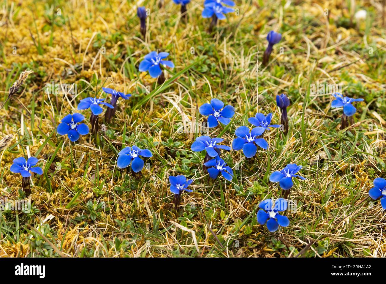 Intense blue gentians flowering on the calcium rich grass of sugar ...