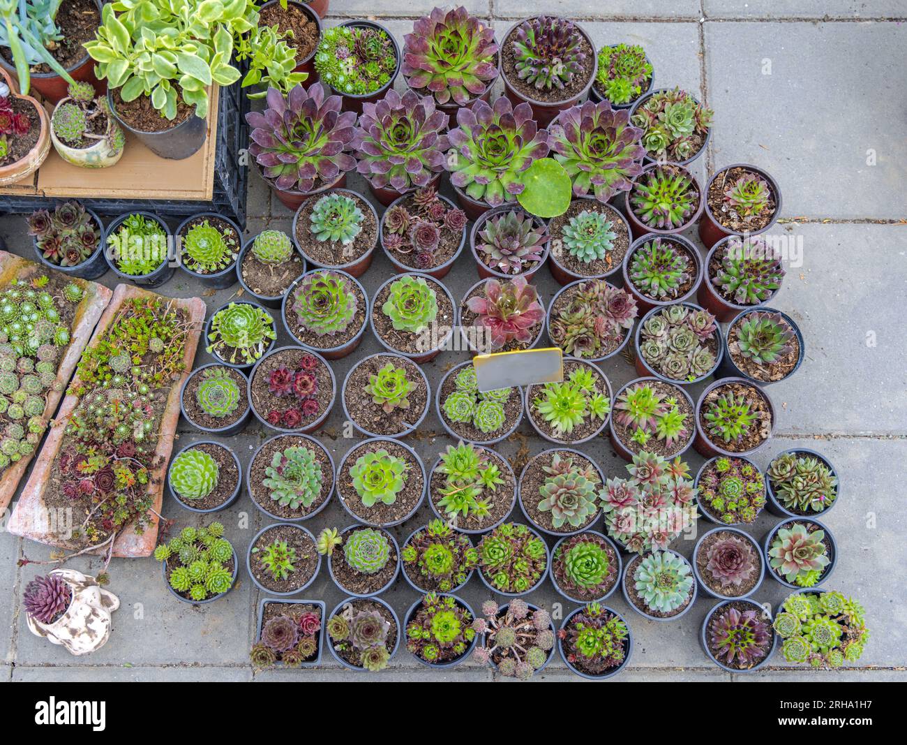 Common Houseleek Succulent Plants Collection Hens and Chicks Top View ...
