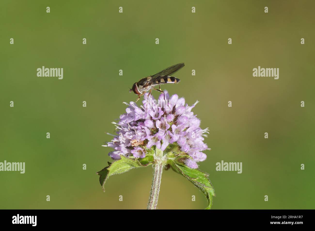 Female hoverfly Meliscaeva auricollis, family hoverflies (Syrphidae) on ...