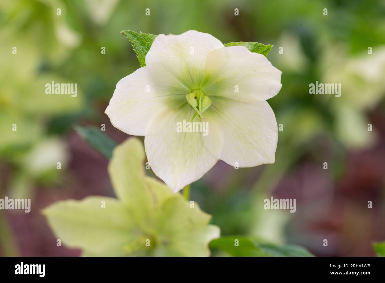 The day spring sun lights fresh flowers of a helleborus niger with ...