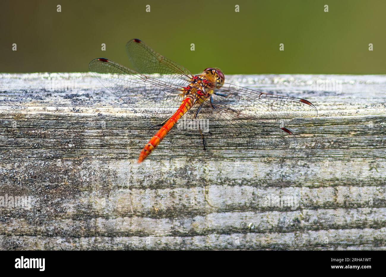 Ruddy Darter Dragonfly ( Sympetrum sanguineum Stock Photo - Alamy