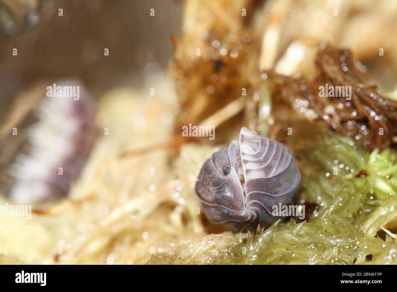 isopods woodlouse pill bugs cubaris sp white side pingin Stock Photo ...