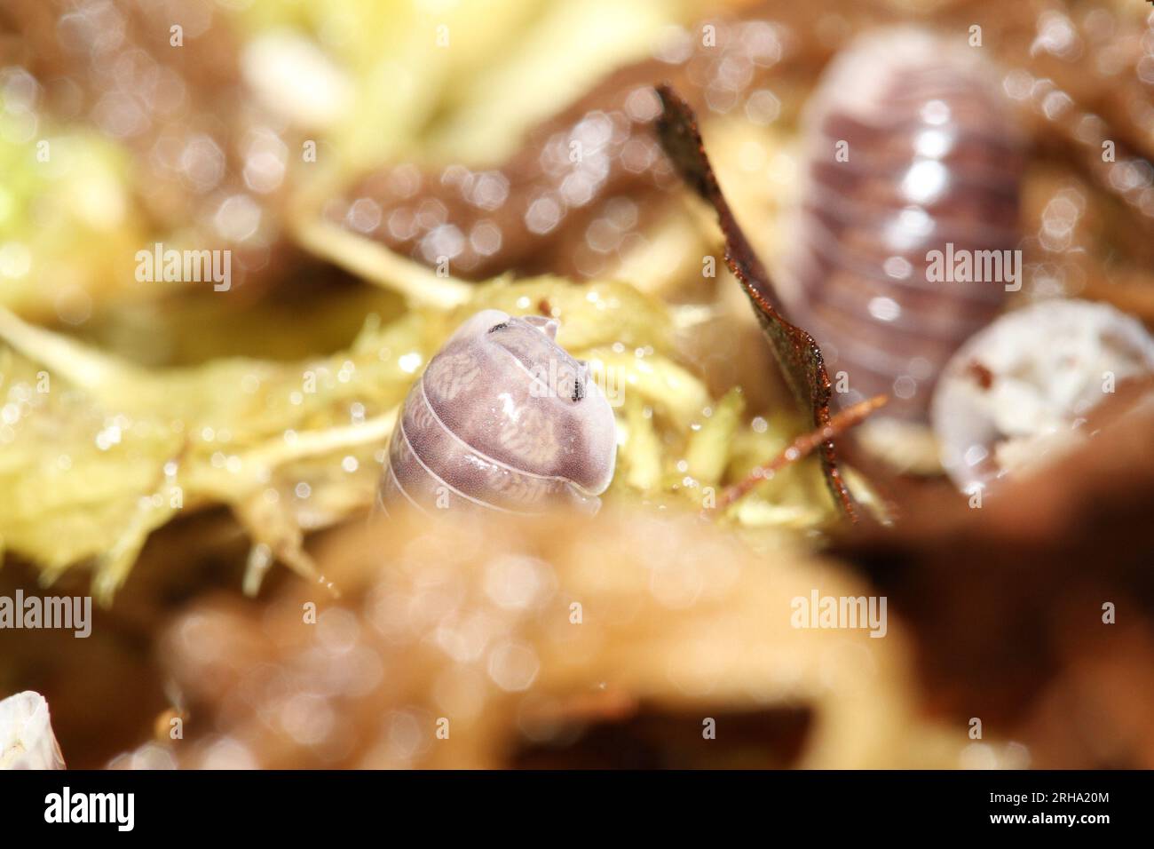 isopods woodlouse pill bugs cubaris sp white side pingin Stock Photo ...