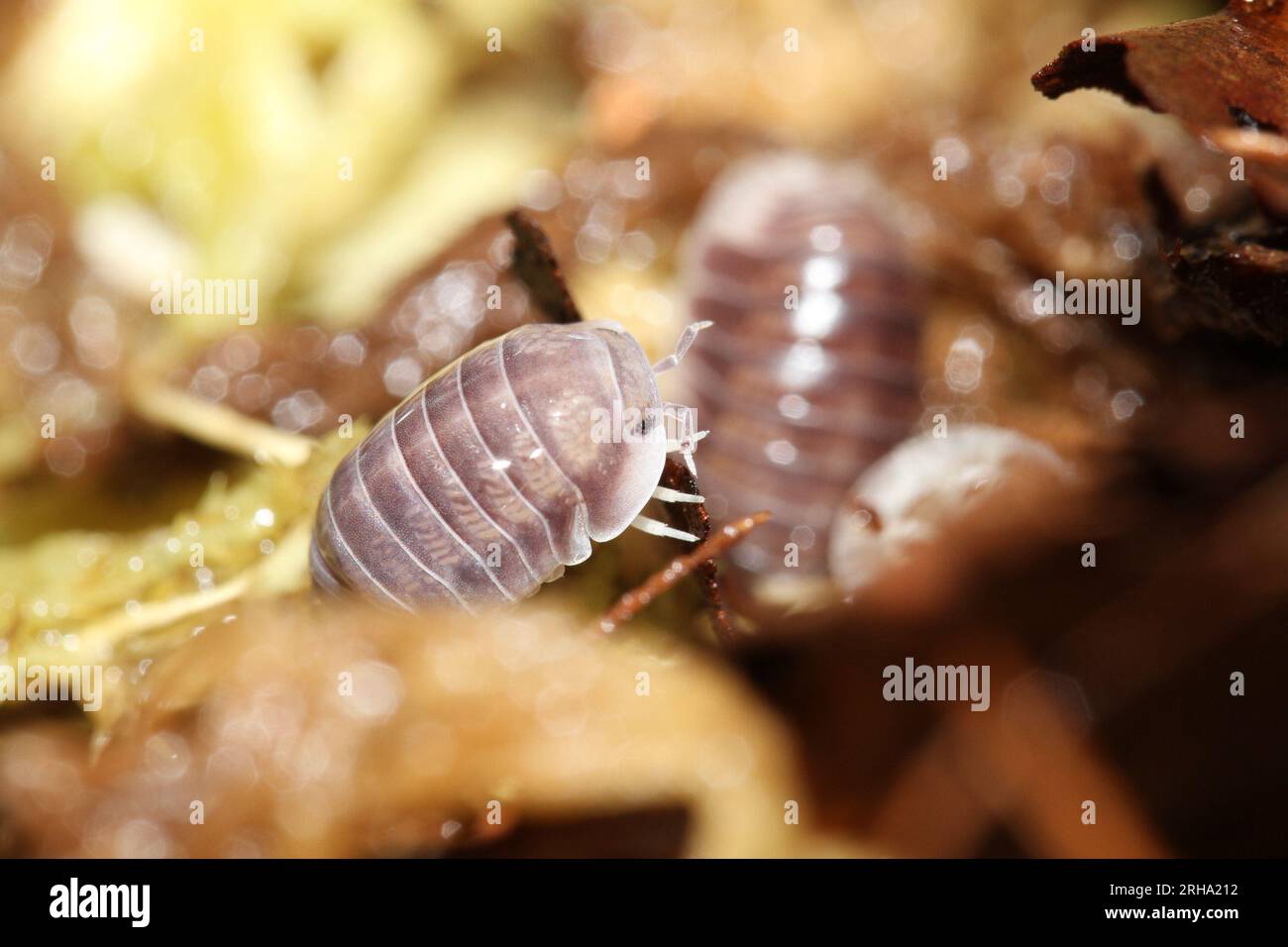 isopods woodlouse pill bugs cubaris sp white side pingin Stock Photo ...