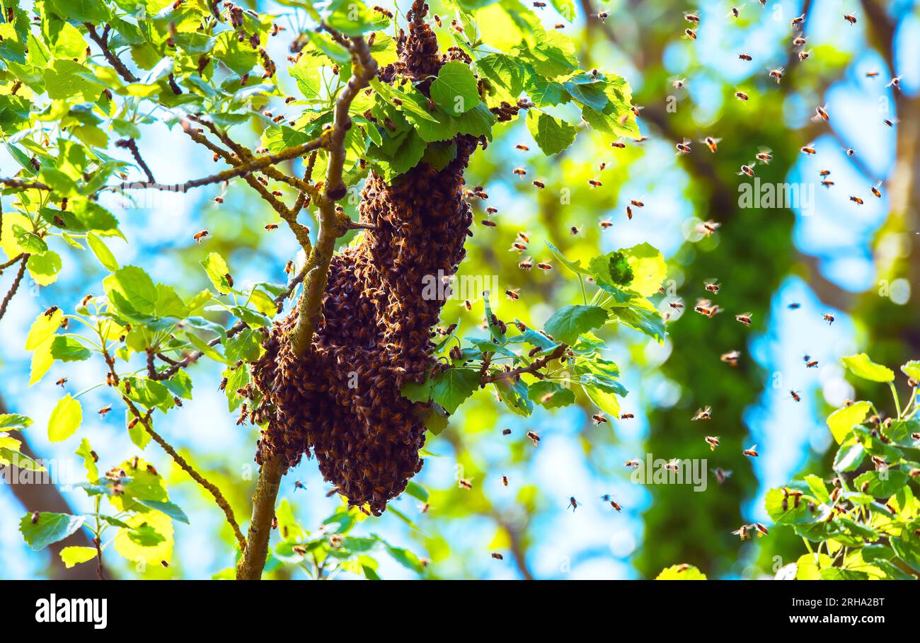 Wild Honey Bees Nesting in top of tree { Apis mellifera } Stock Photo ...