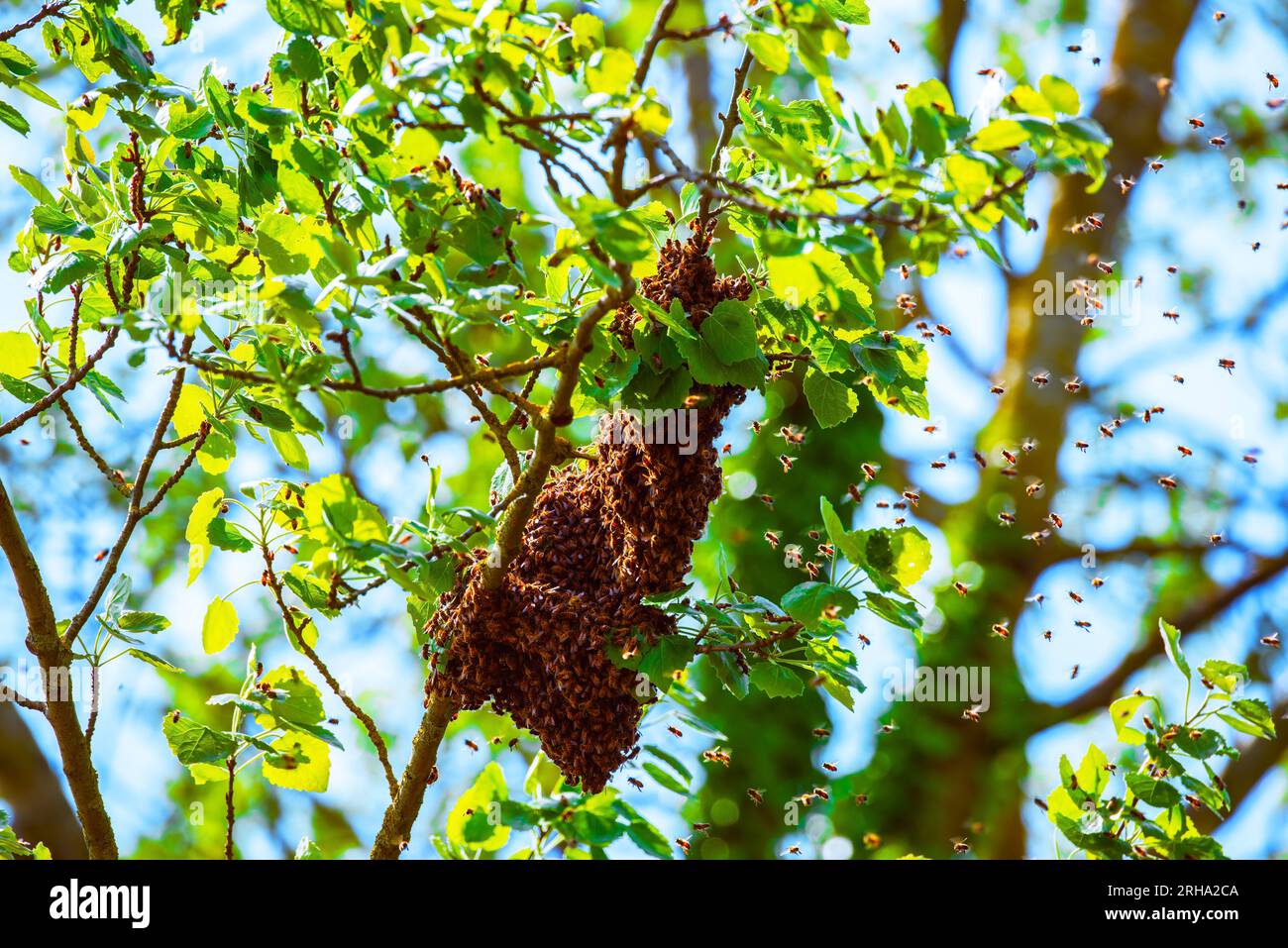 Wild Honey Bees Nesting in top of tree { Apis mellifera } Stock Photo ...