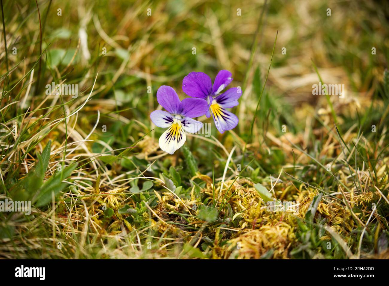 Wild pansies flower on the calcium rich grass of sugar limestone at Cow ...