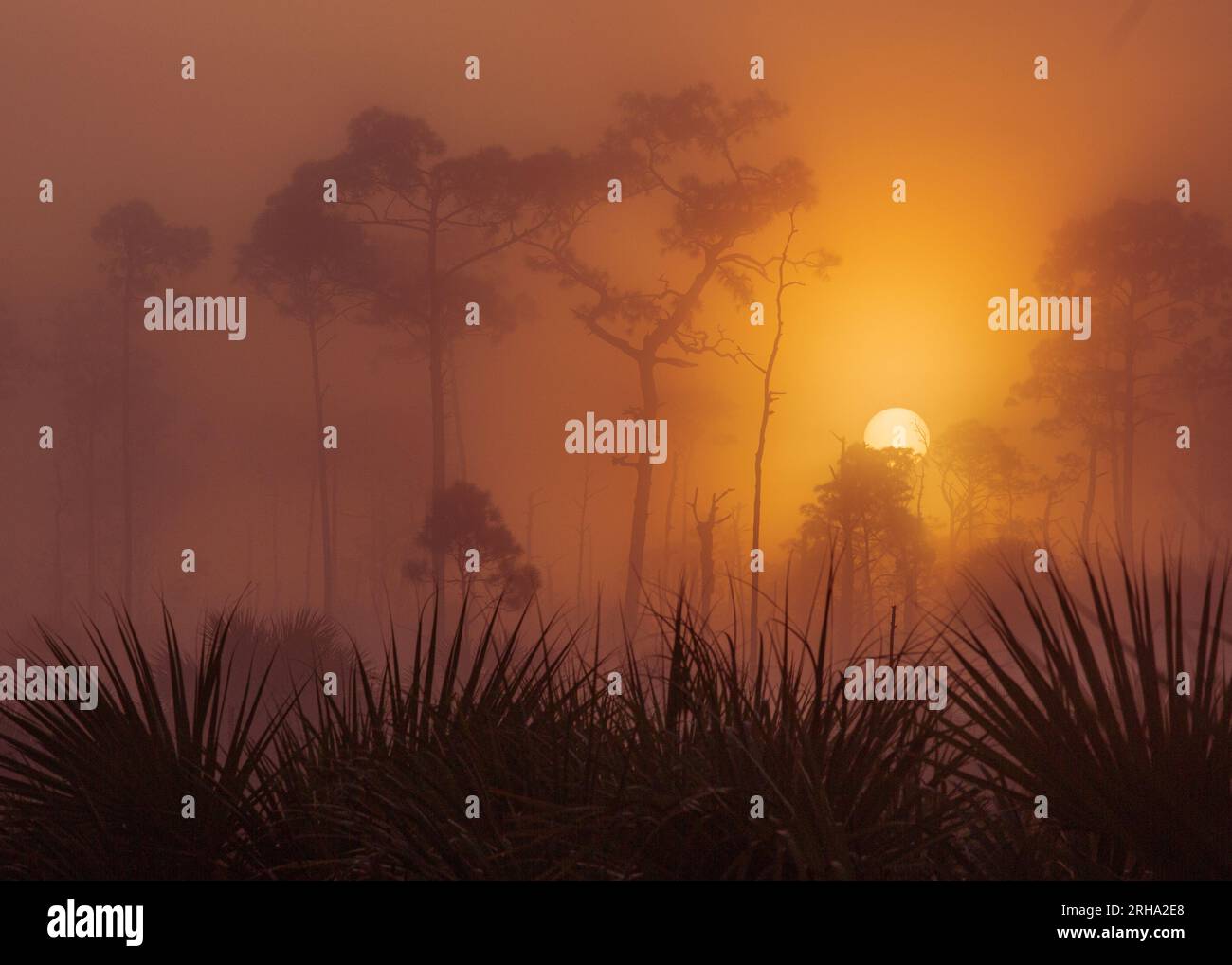 sunrise in swamp Stock Photo - Alamy