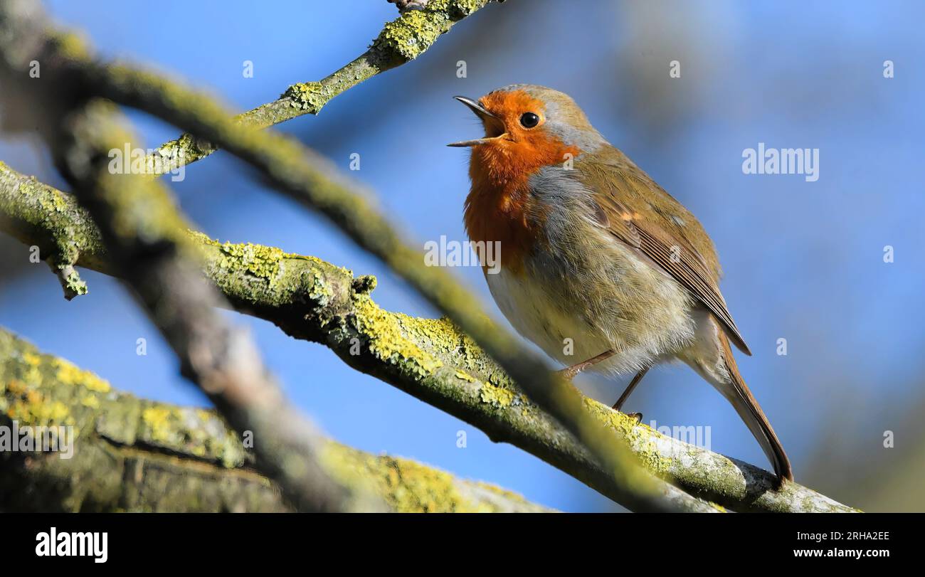 Dawn corus hi-res stock photography and images - Alamy