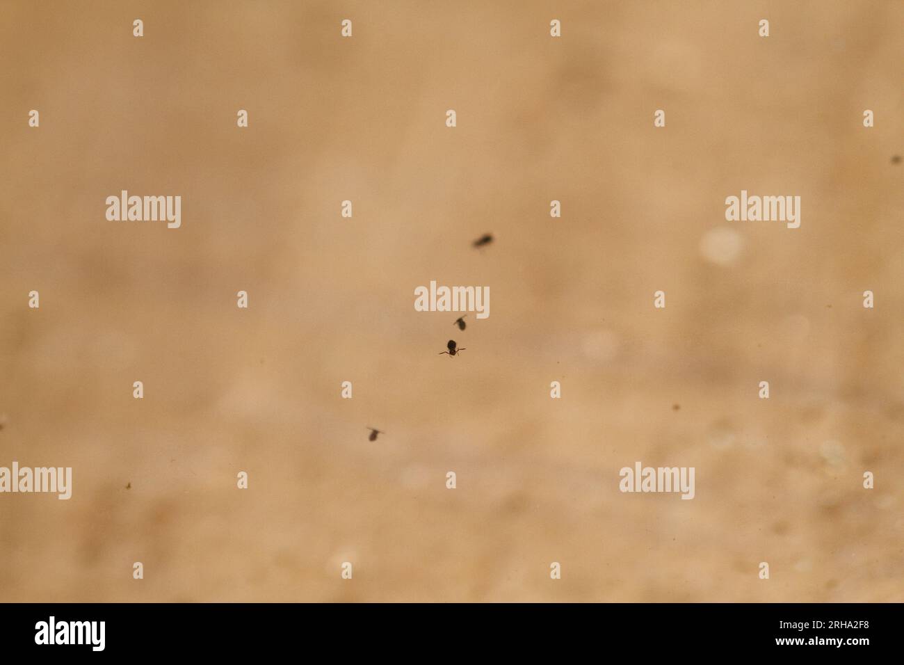 Springtail species hi-res stock photography and images - Alamy