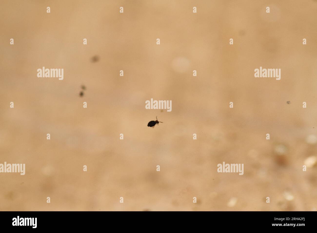 Springtail species hi-res stock photography and images - Alamy