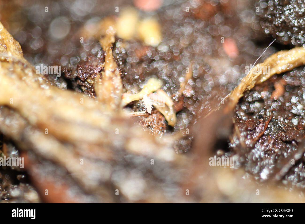 orange springtail pancrustae yuukianura aphoruroides Stock Photo - Alamy
