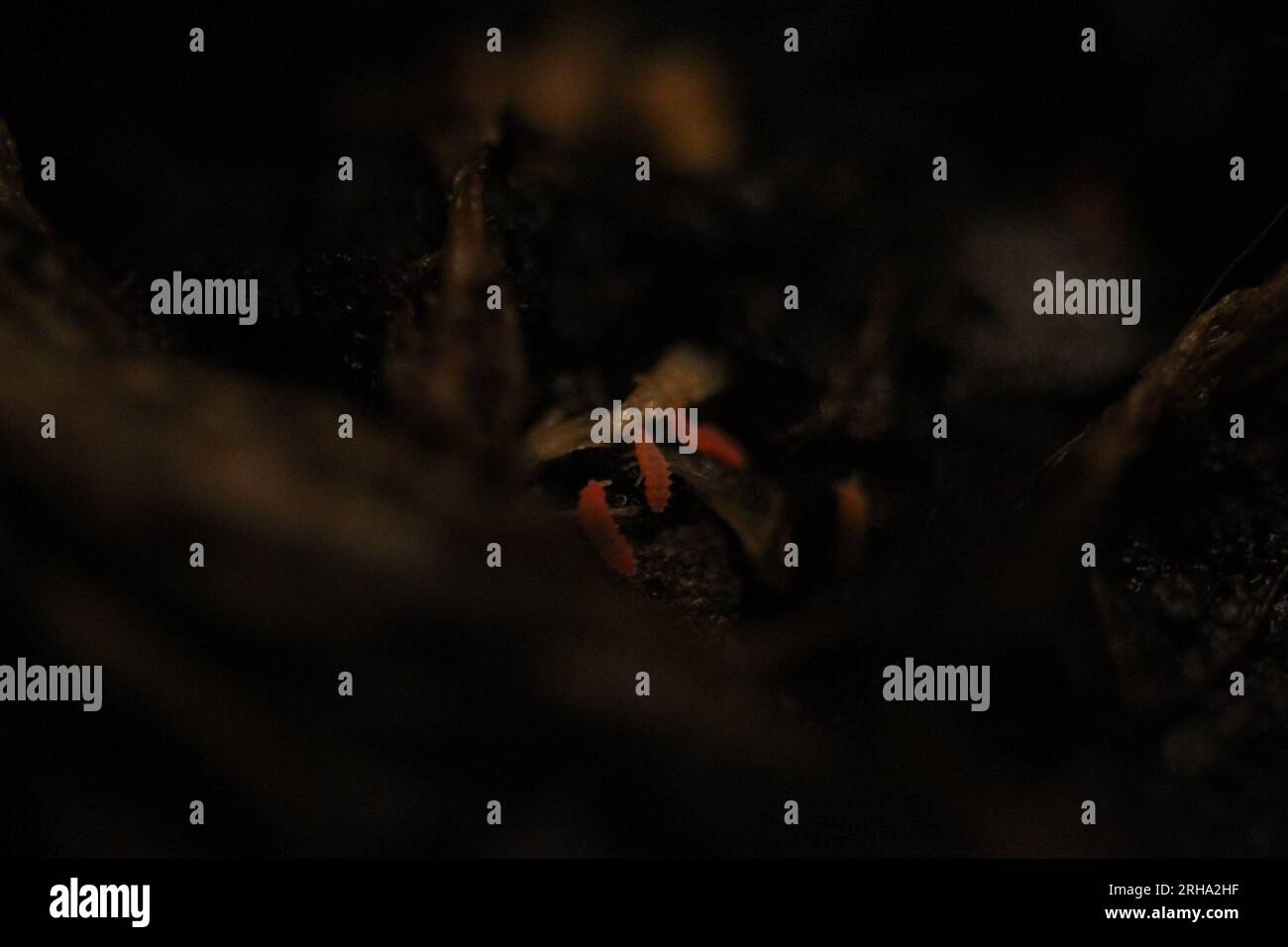 orange springtail pancrustae yuukianura aphoruroides Stock Photo - Alamy