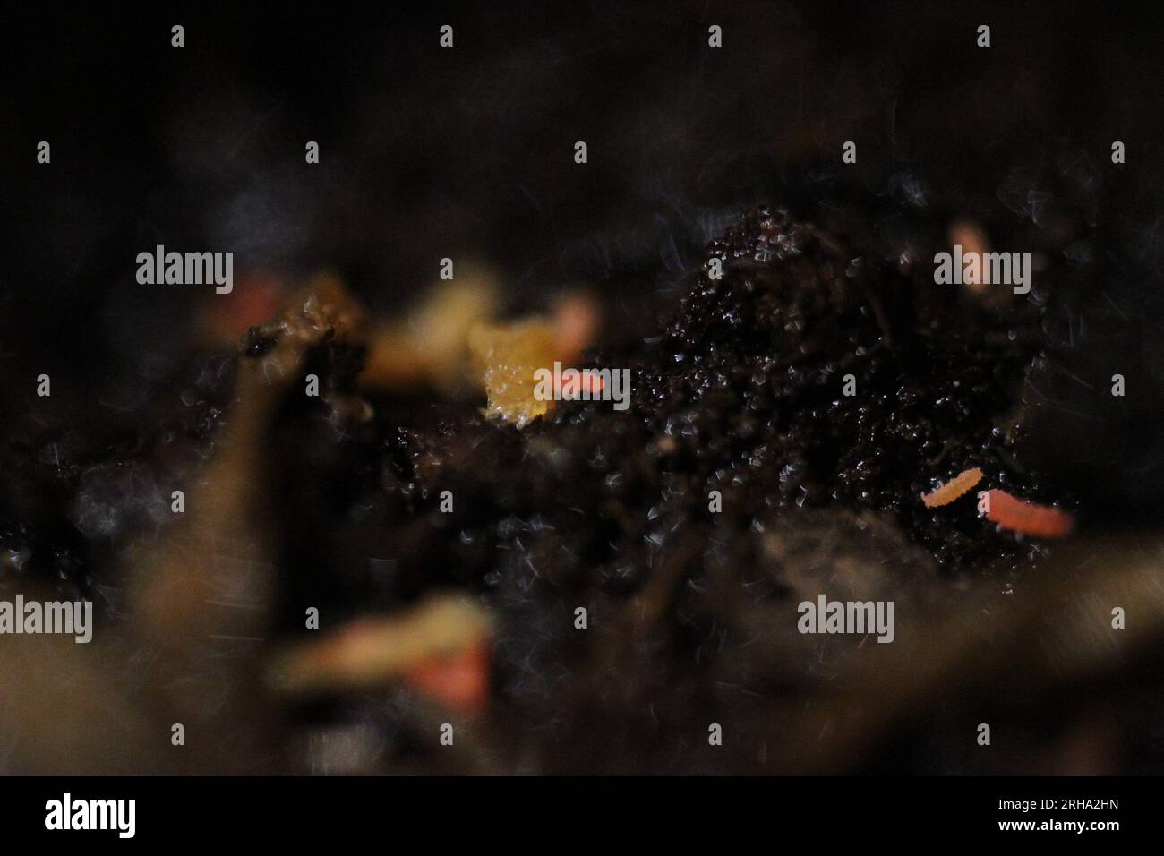 orange springtail pancrustae yuukianura aphoruroides Stock Photo - Alamy