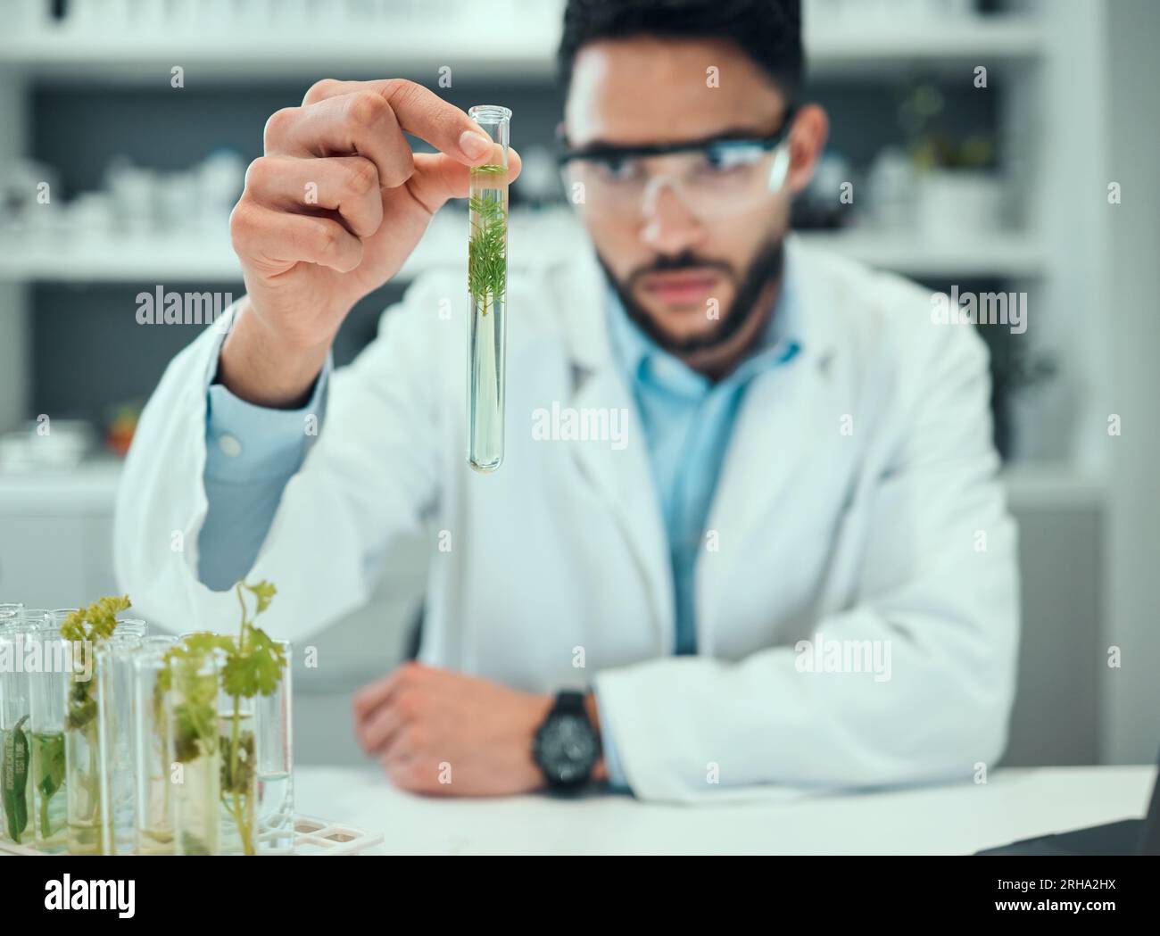 Science laboratory, test tube plant and man focus on biotechnology ...