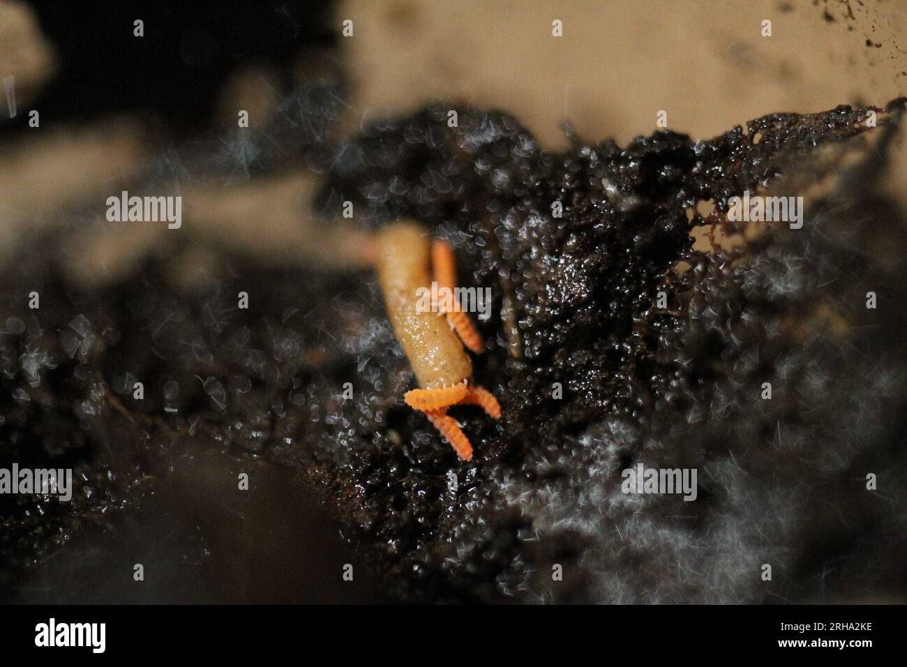 orange springtail pancrustae yuukianura aphoruroides Stock Photo - Alamy