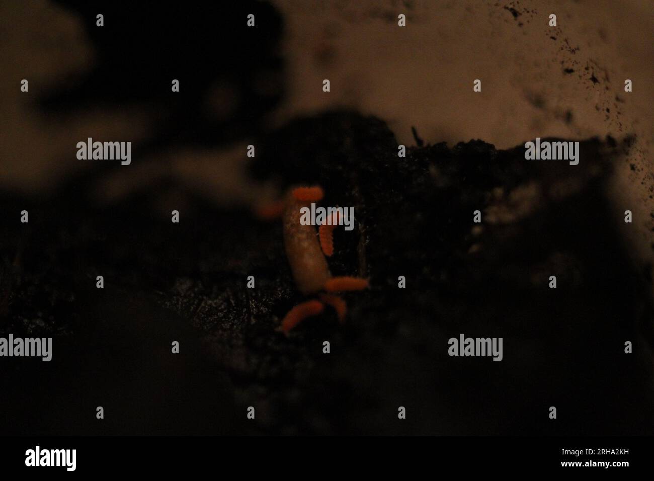 orange springtail pancrustae yuukianura aphoruroides Stock Photo - Alamy