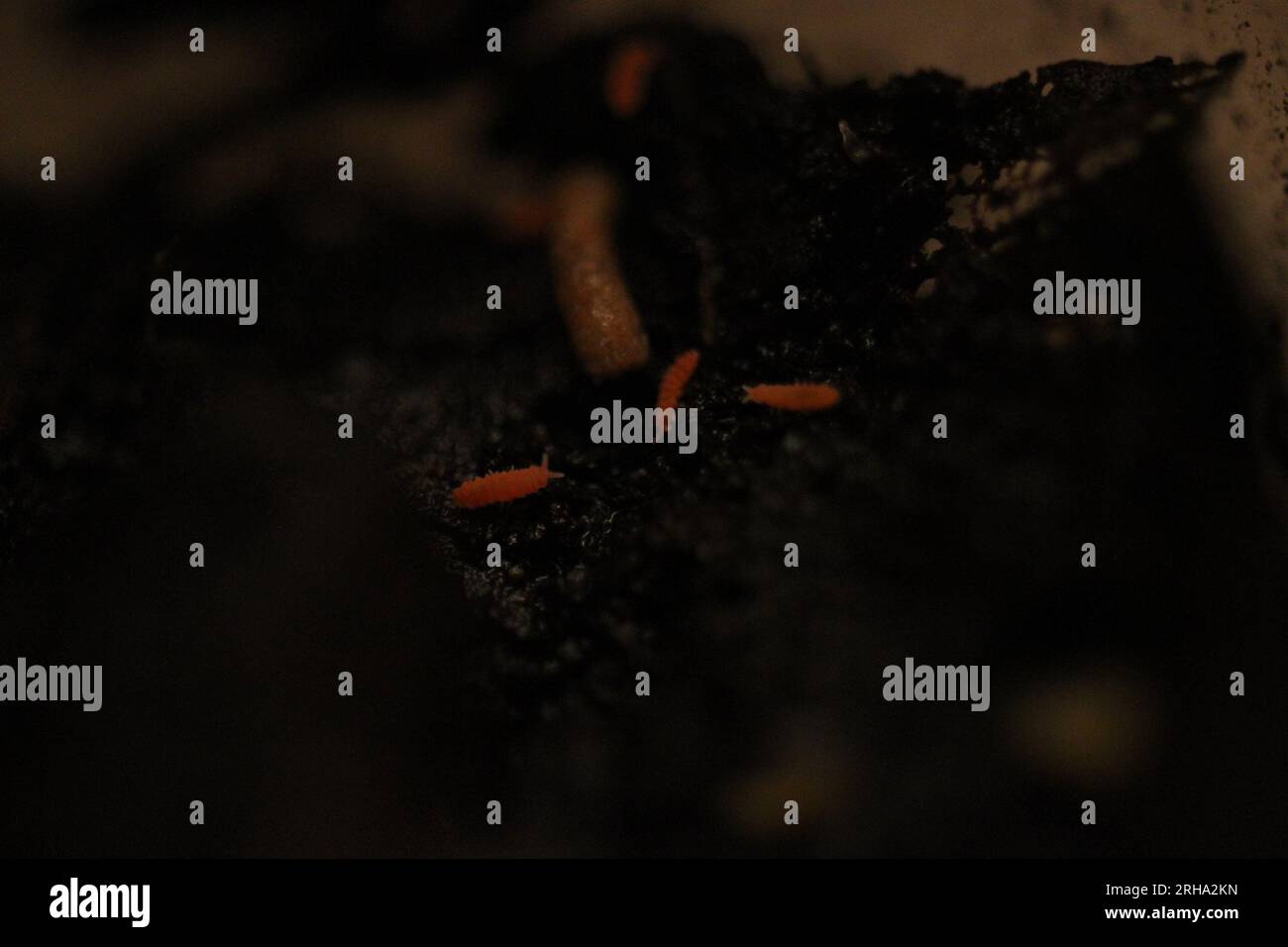 orange springtail pancrustae yuukianura aphoruroides Stock Photo - Alamy