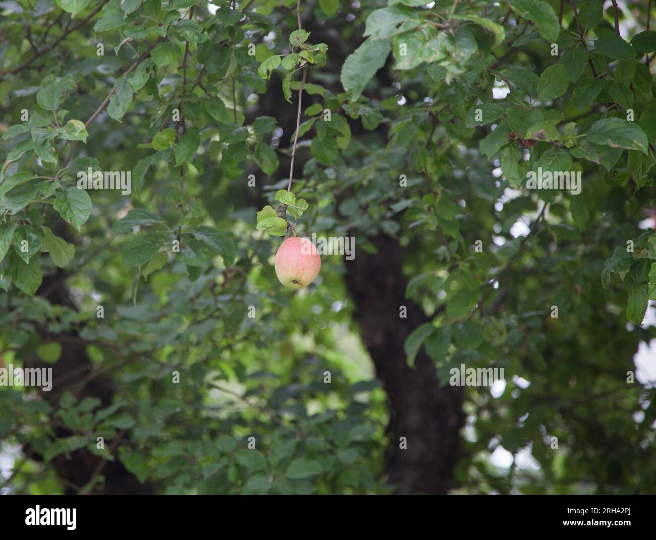 Alone tree branch hi-res stock photography and images - Alamy