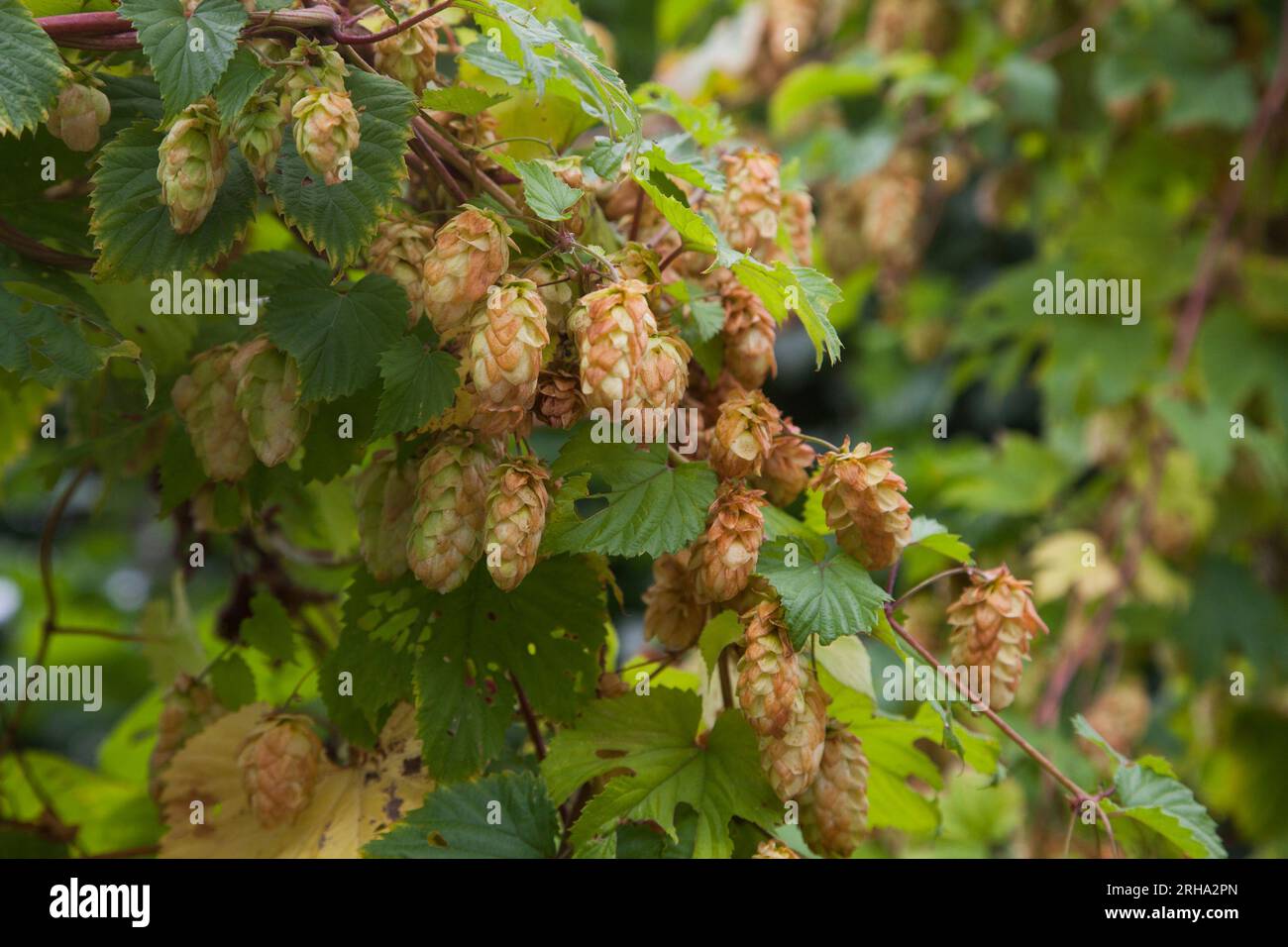 HOP fruit on plant Stock Photo - Alamy