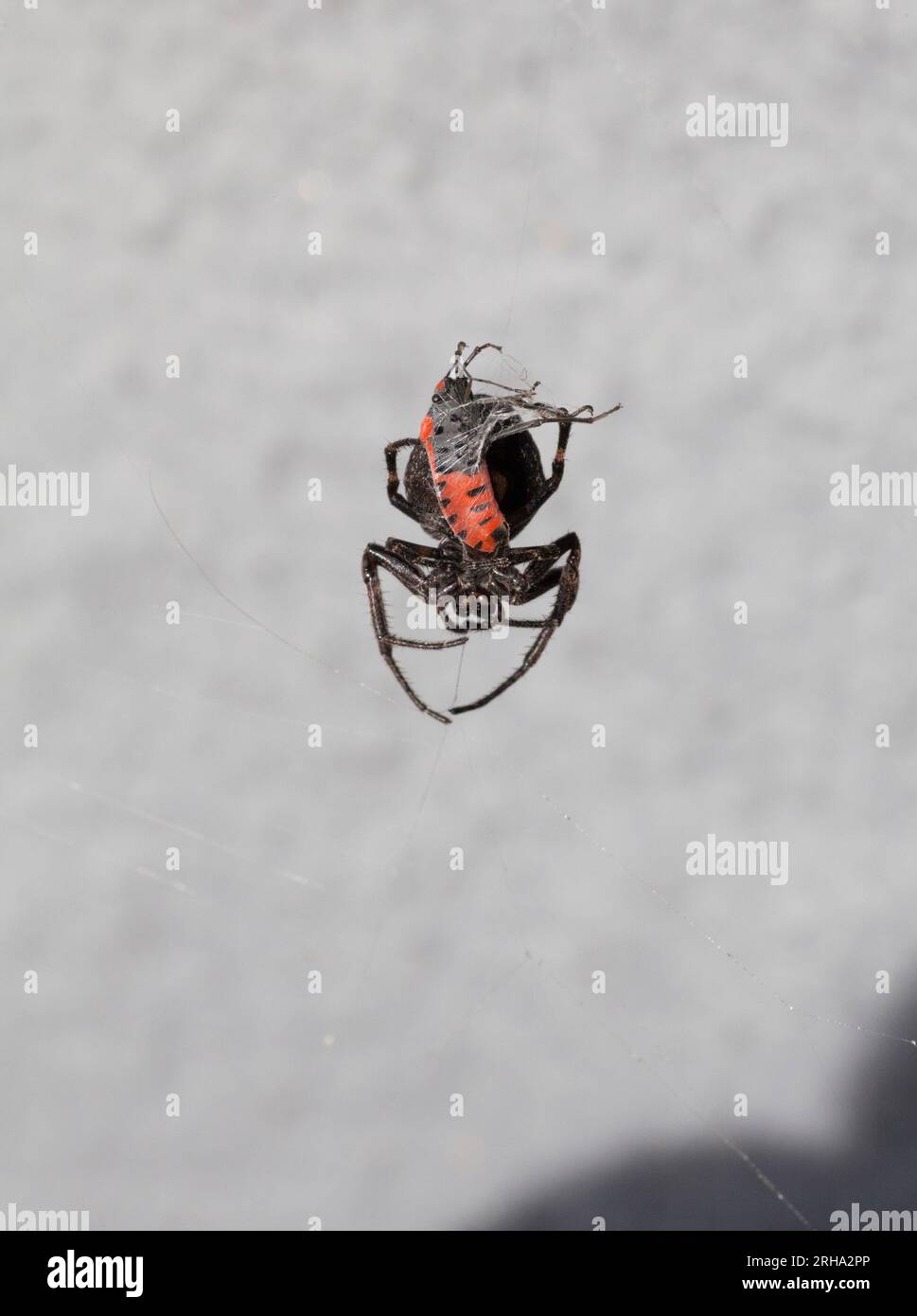 NUCTENEA UMBRATICA with caught insect Stock Photo - Alamy