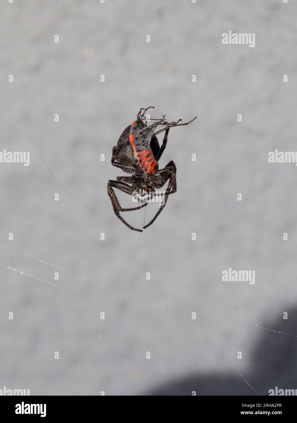 NUCTENEA UMBRATICA with caught insect Stock Photo - Alamy