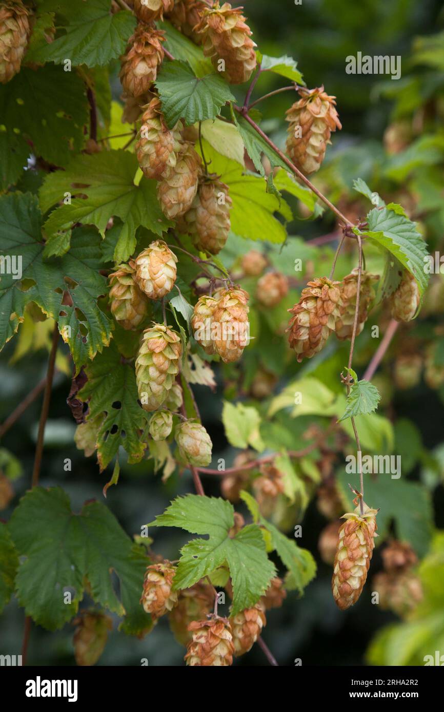 HOP fruit on plant Stock Photo - Alamy