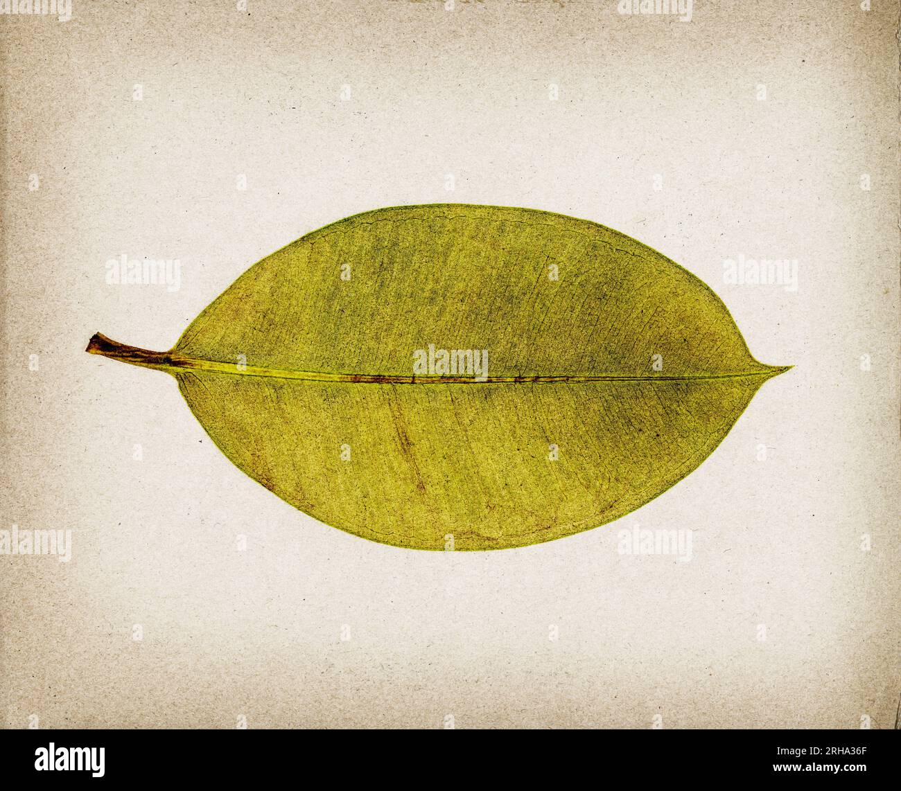 Decorative green leaf isolated, vintage style design, nature and ...