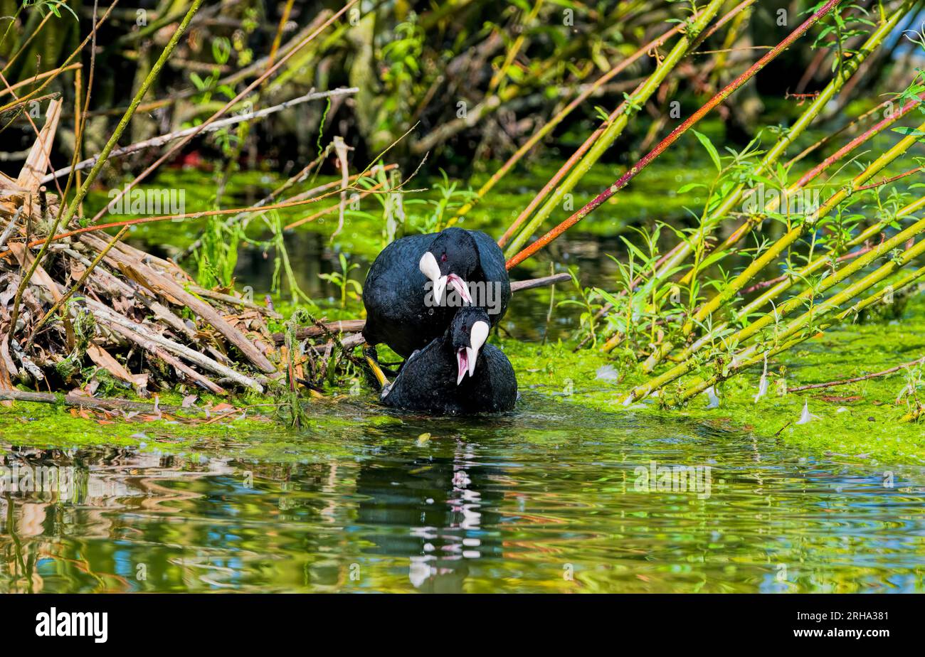 Mating male hi-res stock photography and images - Alamy