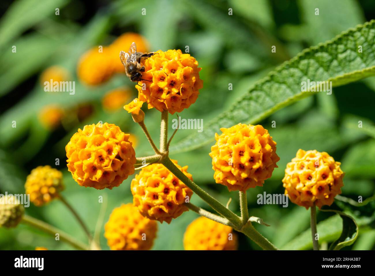 The Buddleia globosa ( Golden Ball ) growing in a garden in Fife ...