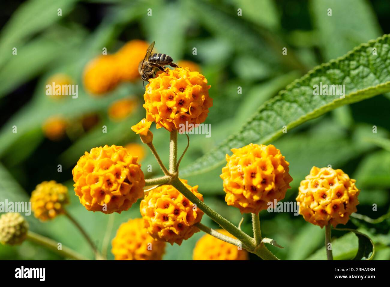 Butterfly buddleja globosa hi-res stock photography and images - Alamy