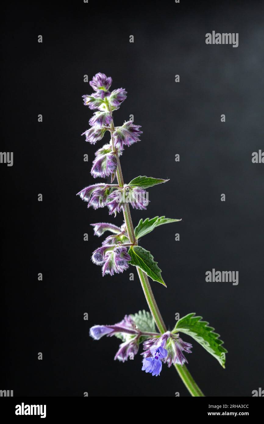Nepeta cataria, commonly known as catnip, catswort, catwort, and ...