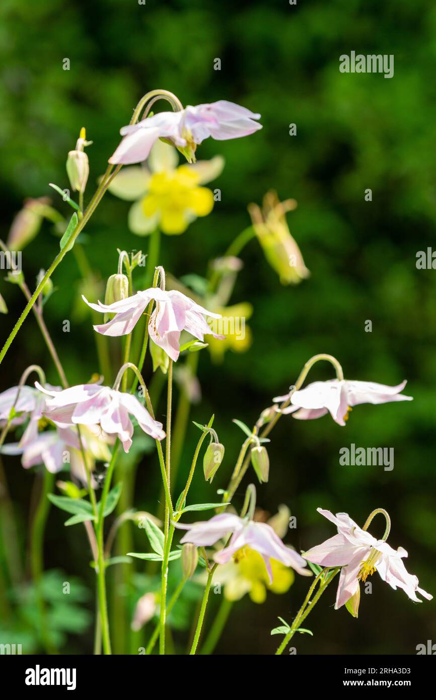 Aquilegia vulgaris common names include: European columbine, common ...