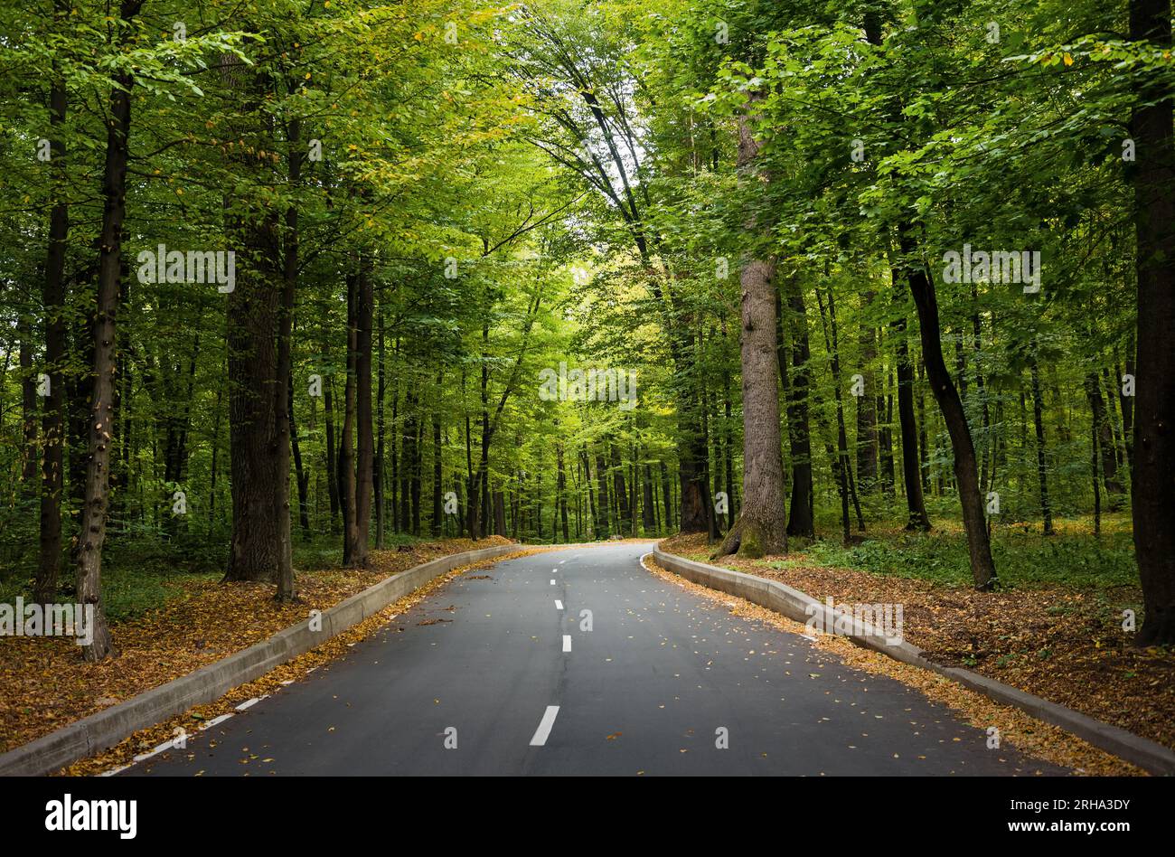 Road through green forest. Driving though the wood: early autumn in ...