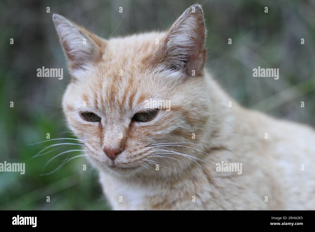 ginger cat outdoors with green plants garden Stock Photo - Alamy