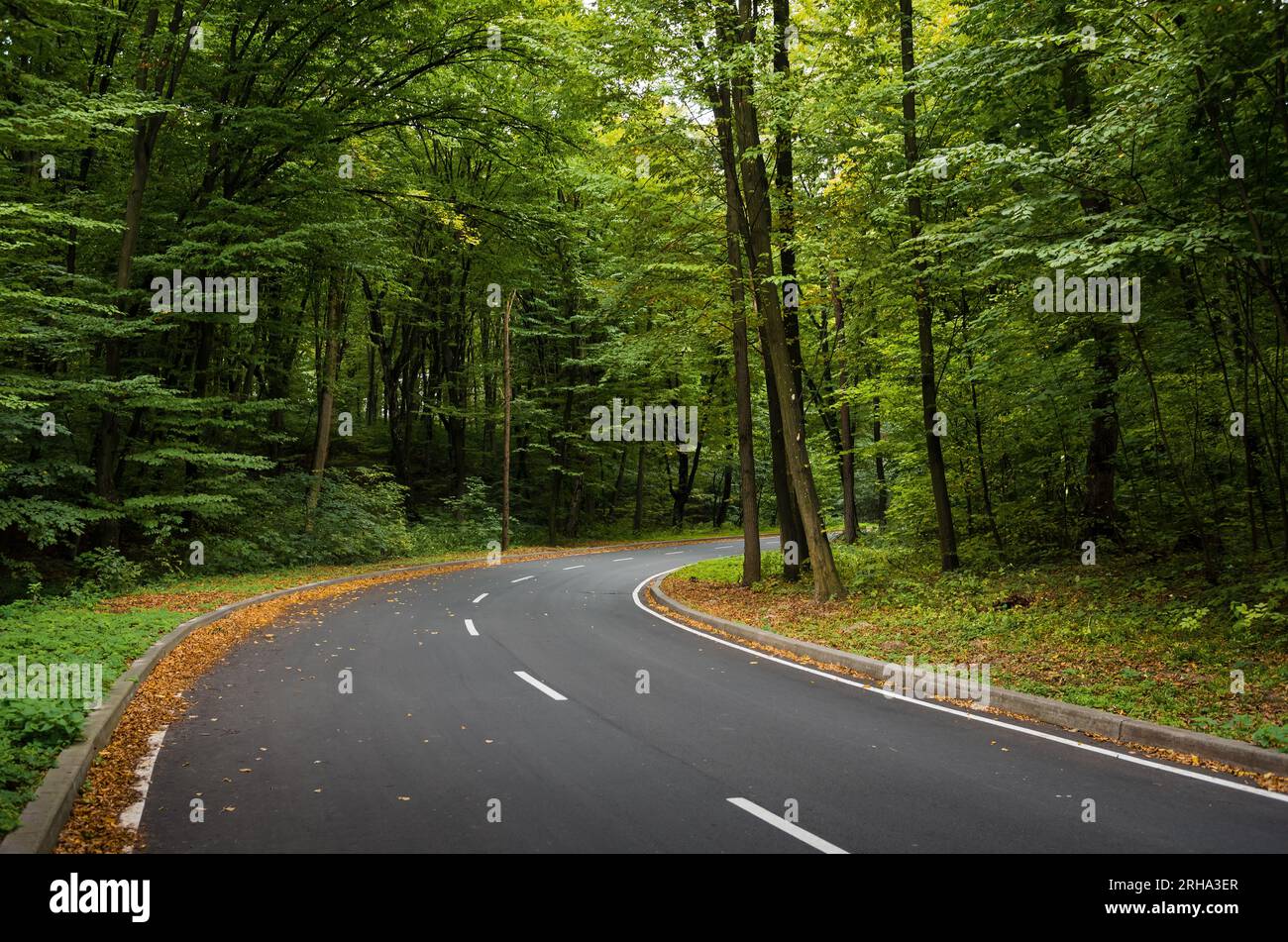 Road turning right in green forest. Winding road though the wood: early ...