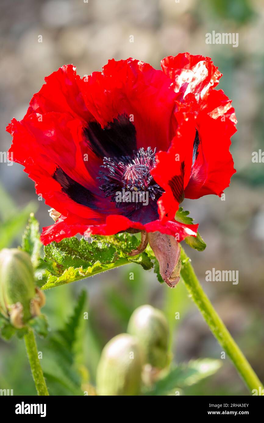 Poppy 'Beauty of Livermere' Stock Photo - Alamy