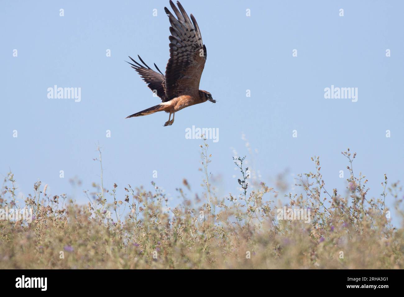 Bird eating an insect while flying Stock Photo - Alamy