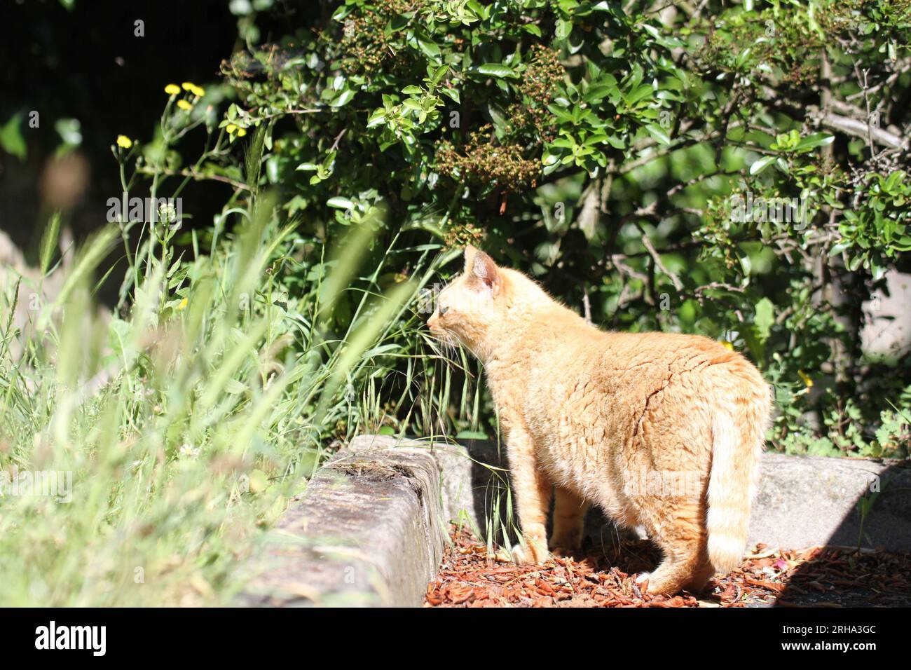 ginger cat outdoors with green plants garden Stock Photo - Alamy