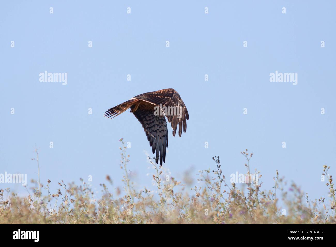 Bird eating an insect while flying Stock Photo - Alamy