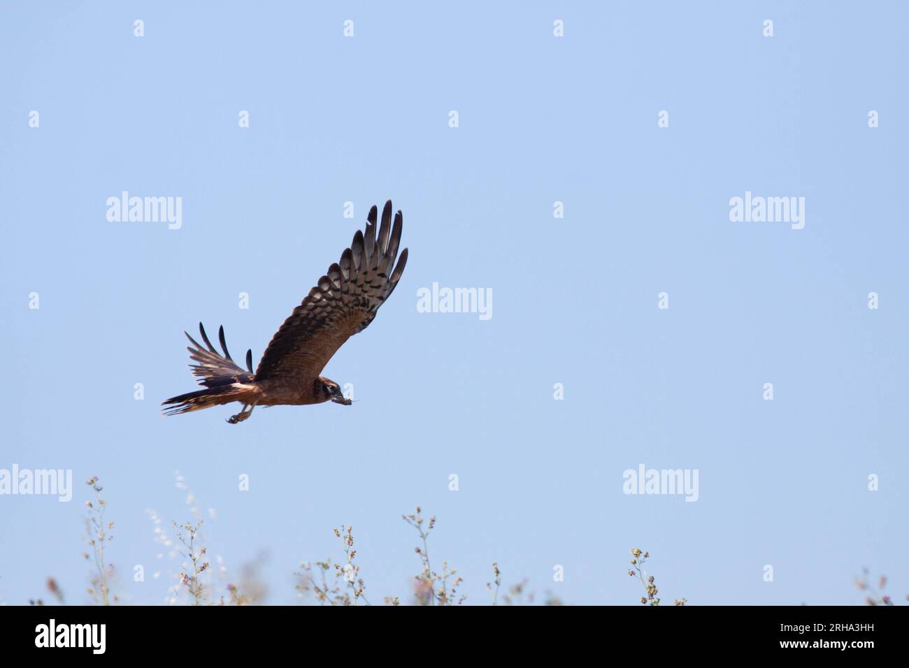 Bird eating an insect while flying Stock Photo - Alamy