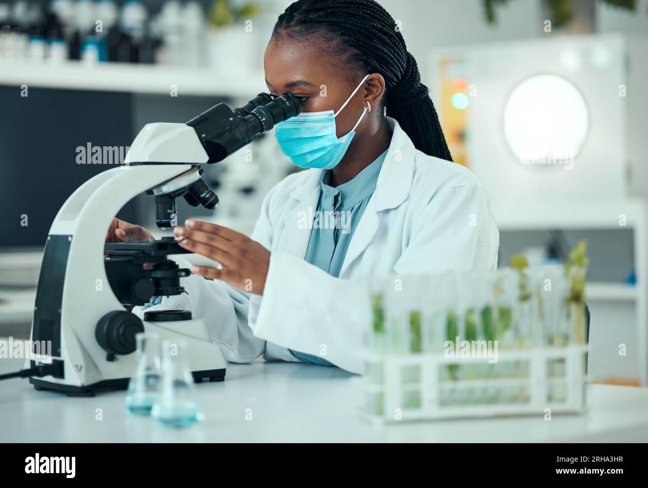 Microscope, black woman and laboratory plant, science study and ...