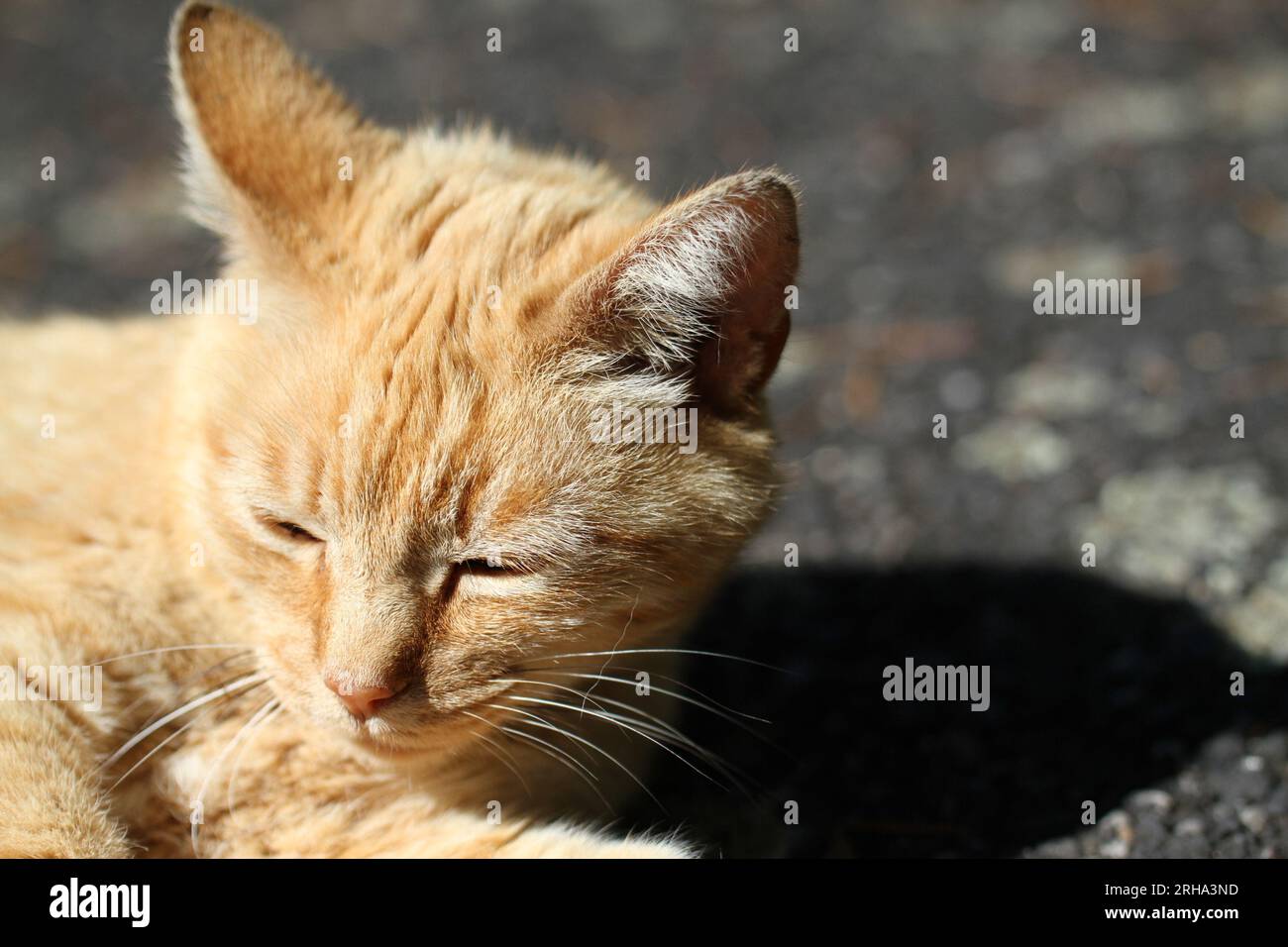 ginger cat outdoors with green plants garden Stock Photo - Alamy
