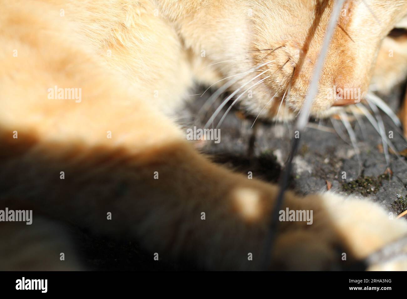 ginger cat outdoors with green plants garden Stock Photo - Alamy