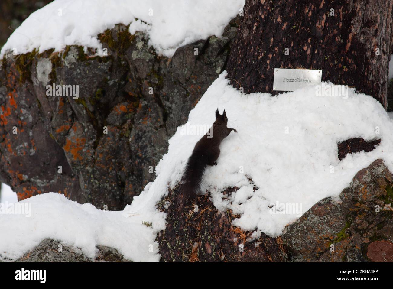 Black squirrel running on a tree Stock Photo - Alamy