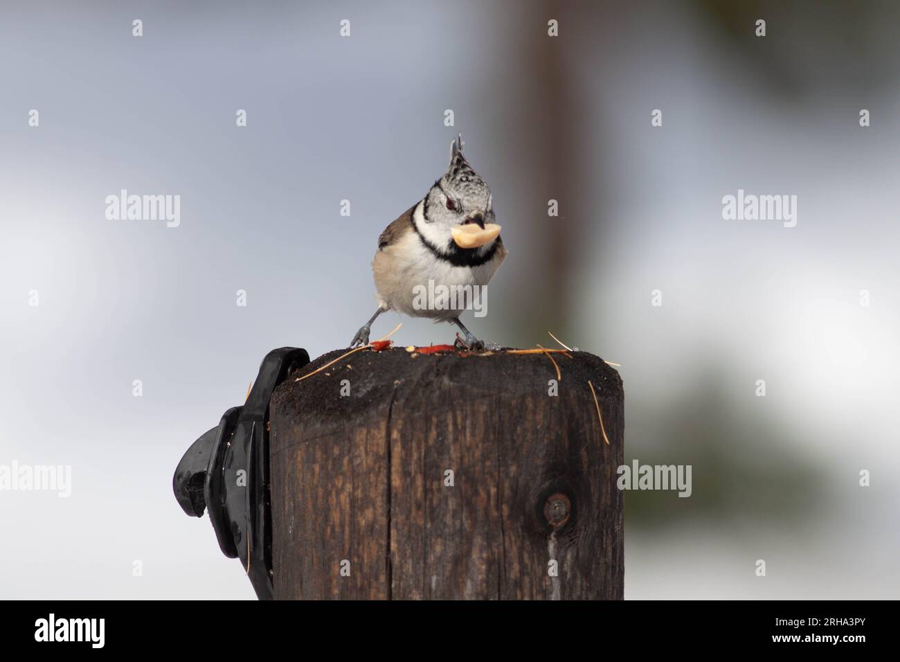 Little bird standing still on a tree Stock Photo - Alamy