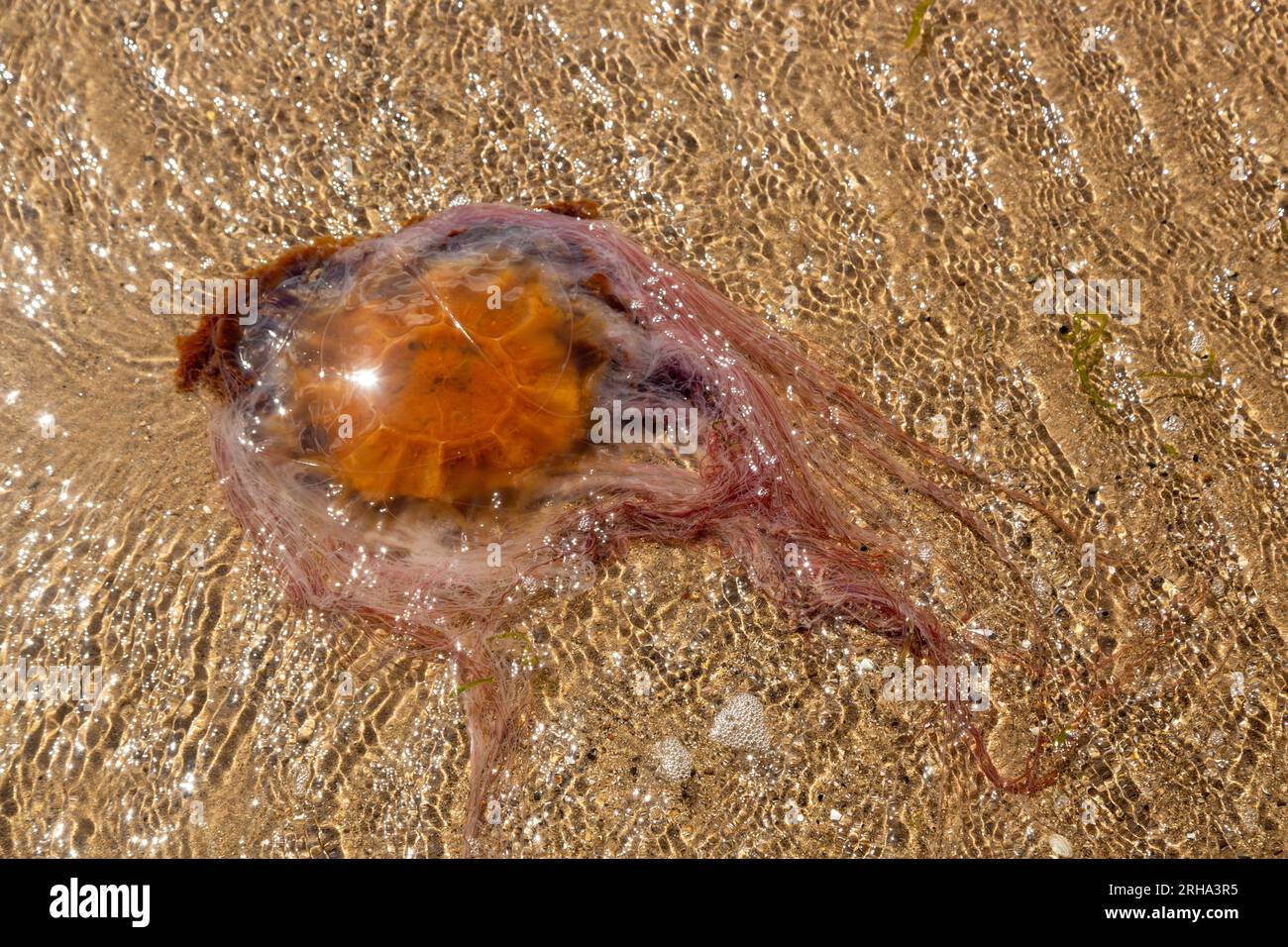 Jellyfish in the shallow waters of a beach in Fife Scotland Stock Photo ...