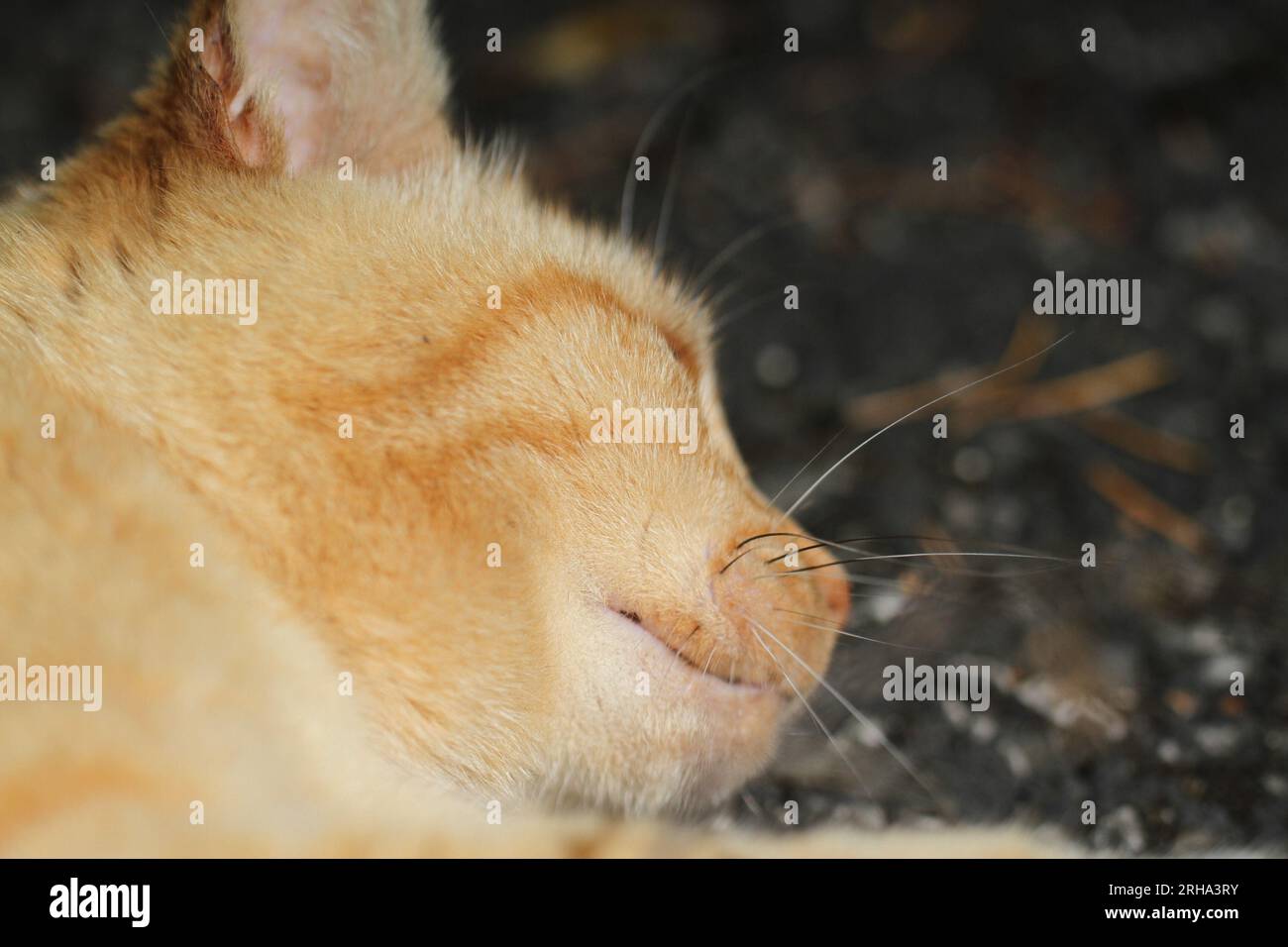 ginger cat outdoors with green plants garden Stock Photo - Alamy